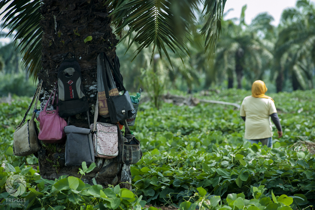 Indonesian Vice Foreign Minister says ‘Negligible Risk’ Could Mean WTO ...